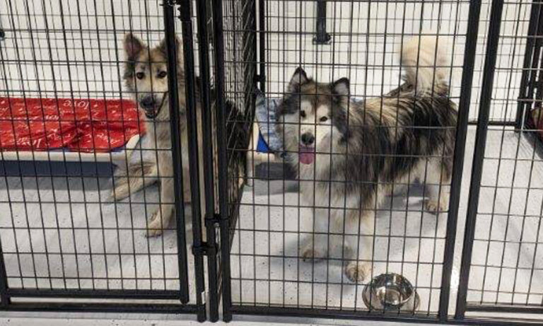 Dog Boarding - Raise the Woof Pet Resort