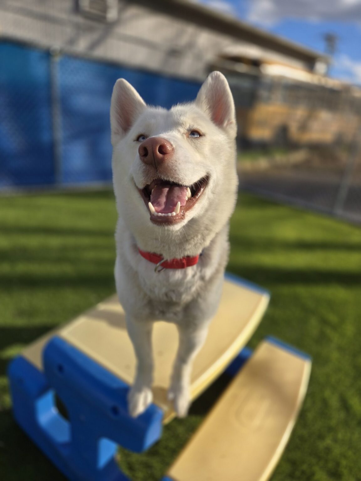 Raise the Woof Pet Resort