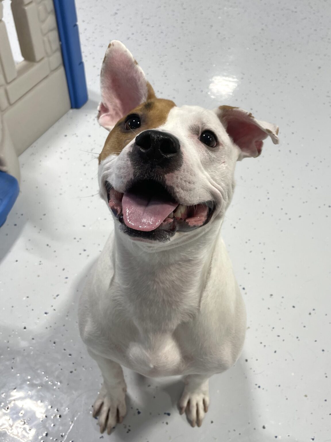 Raise the Woof Pet Resort