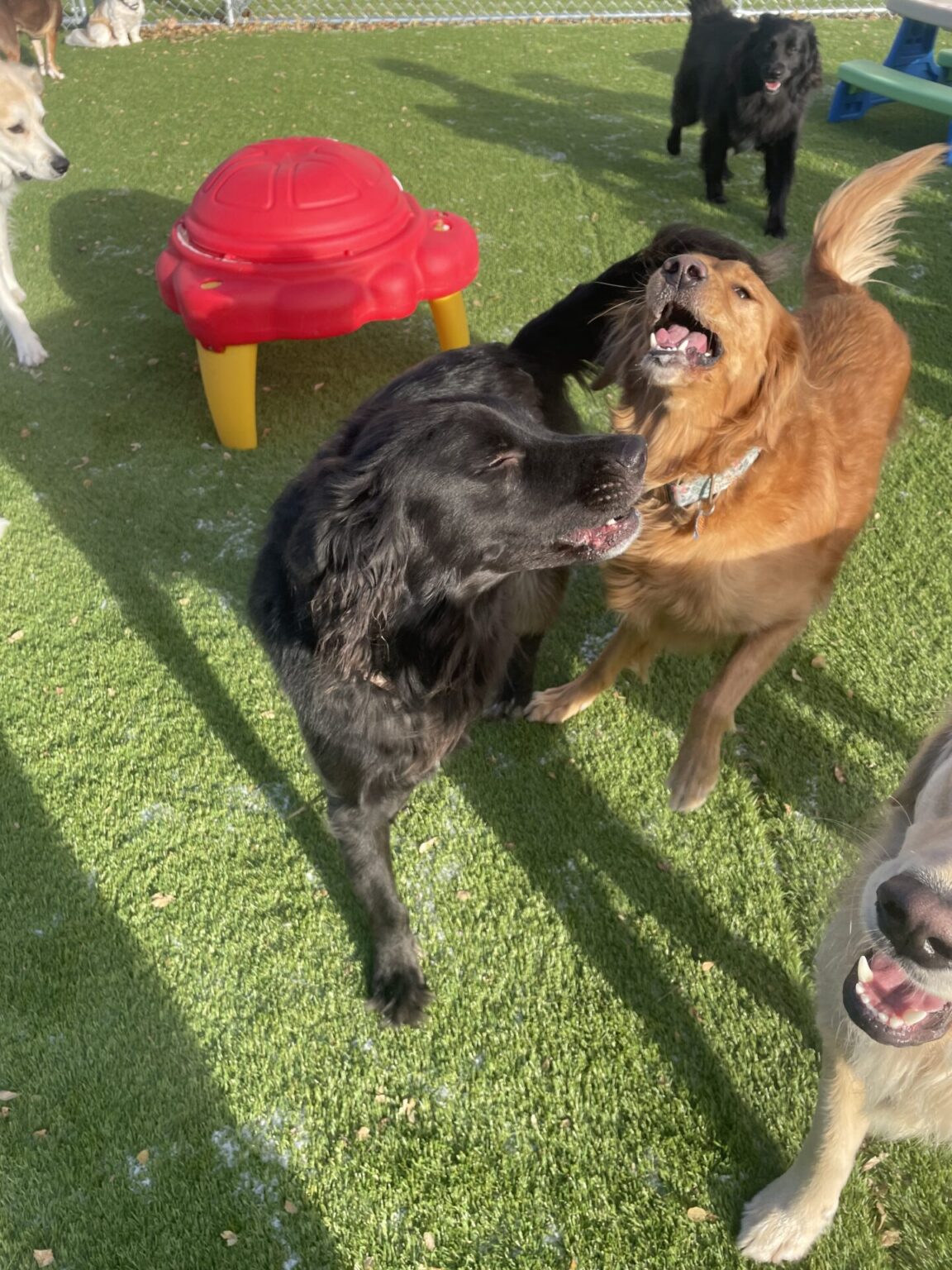 Raise the Woof Pet Resort
