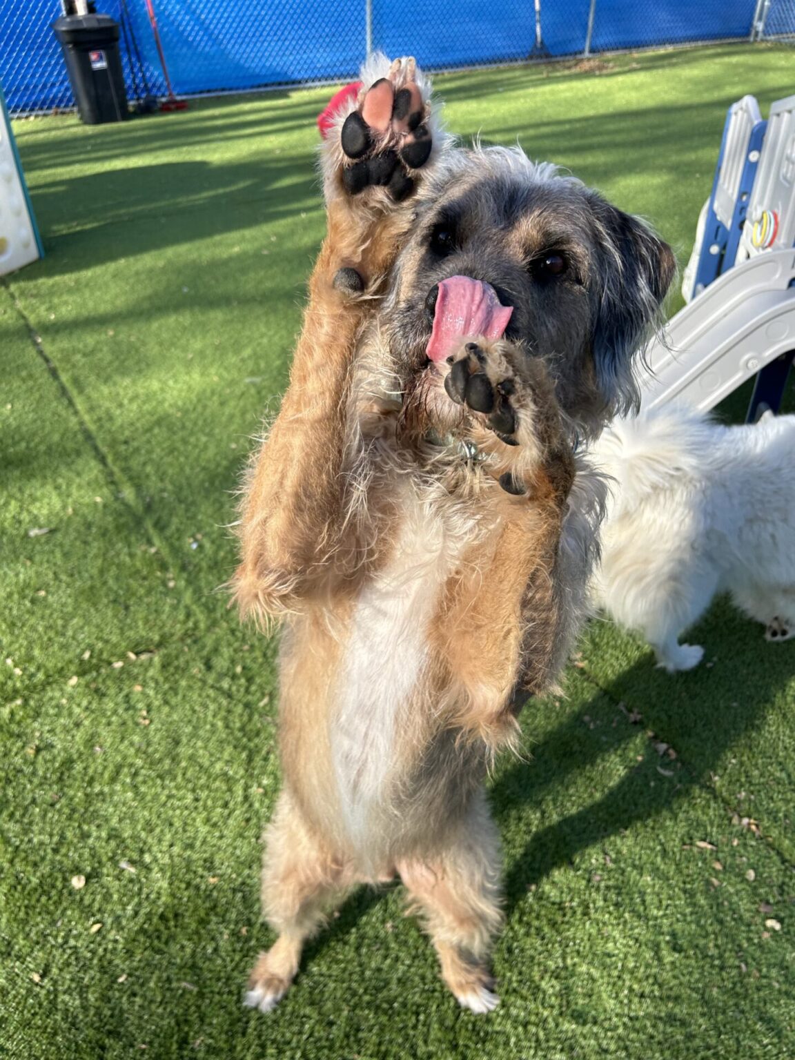 Raise the Woof Pet Resort