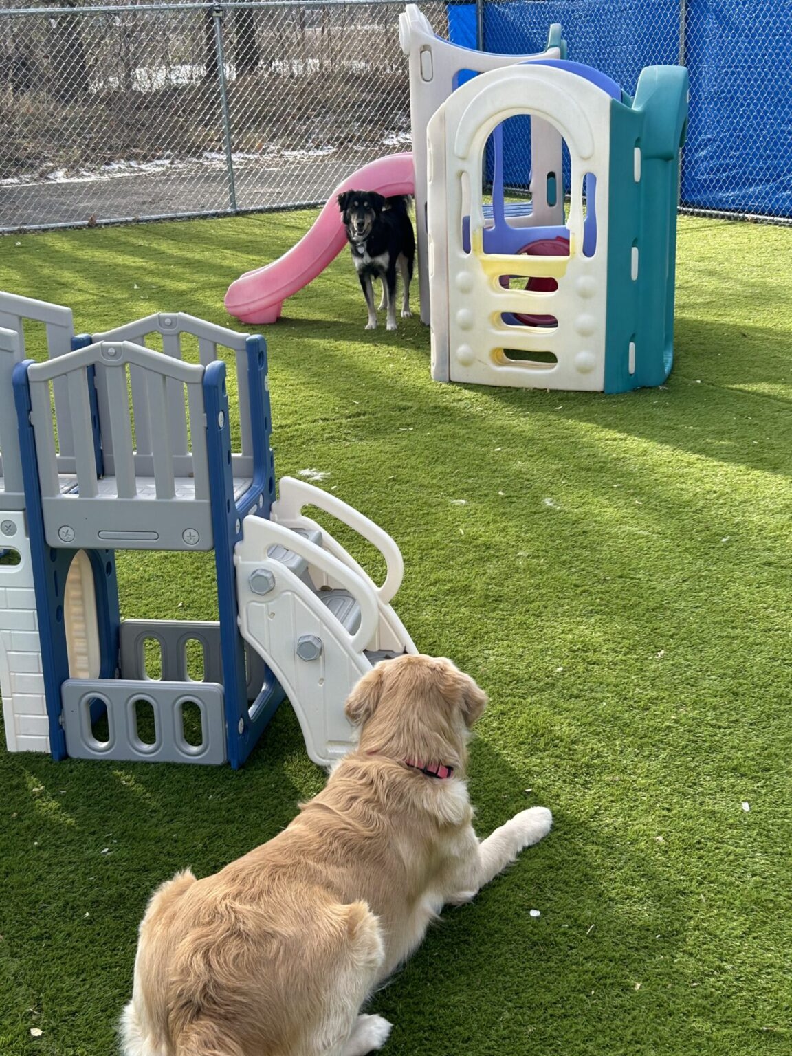 Raise the Woof Pet Resort