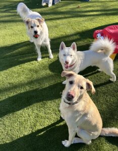Raise the Woof Pet Resort
