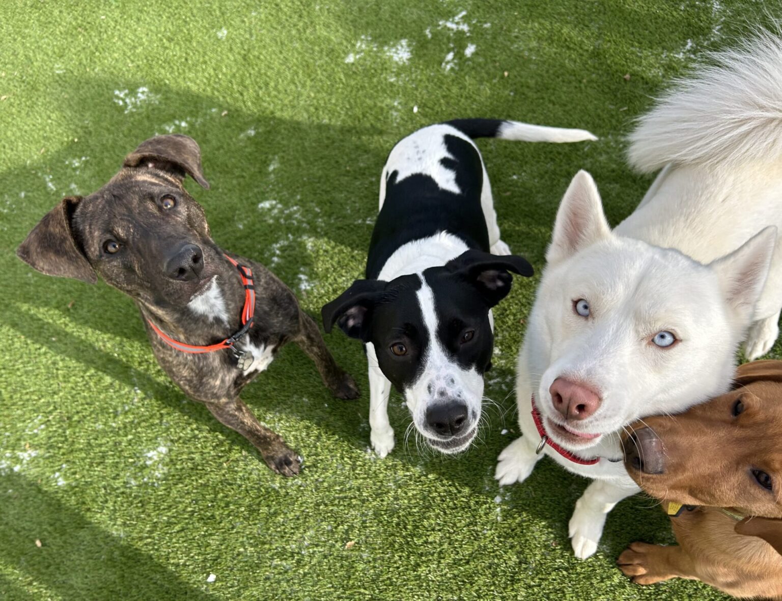 Raise the Woof Pet Resort