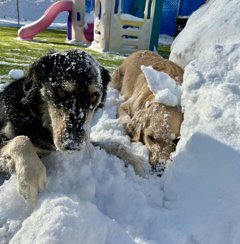 Dog Boarding - Raise the Woof Pet Resort