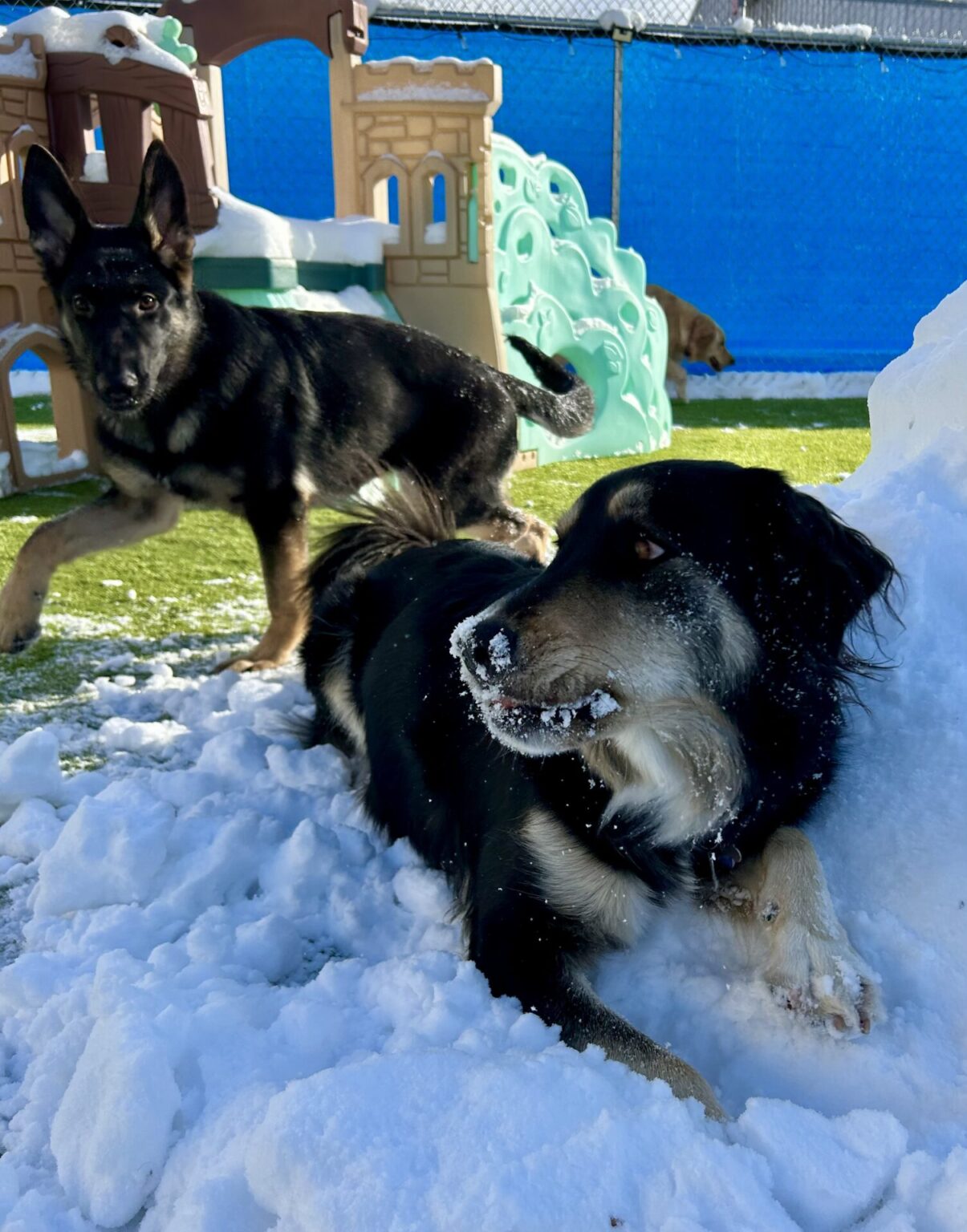 Raise the Woof Pet Resort