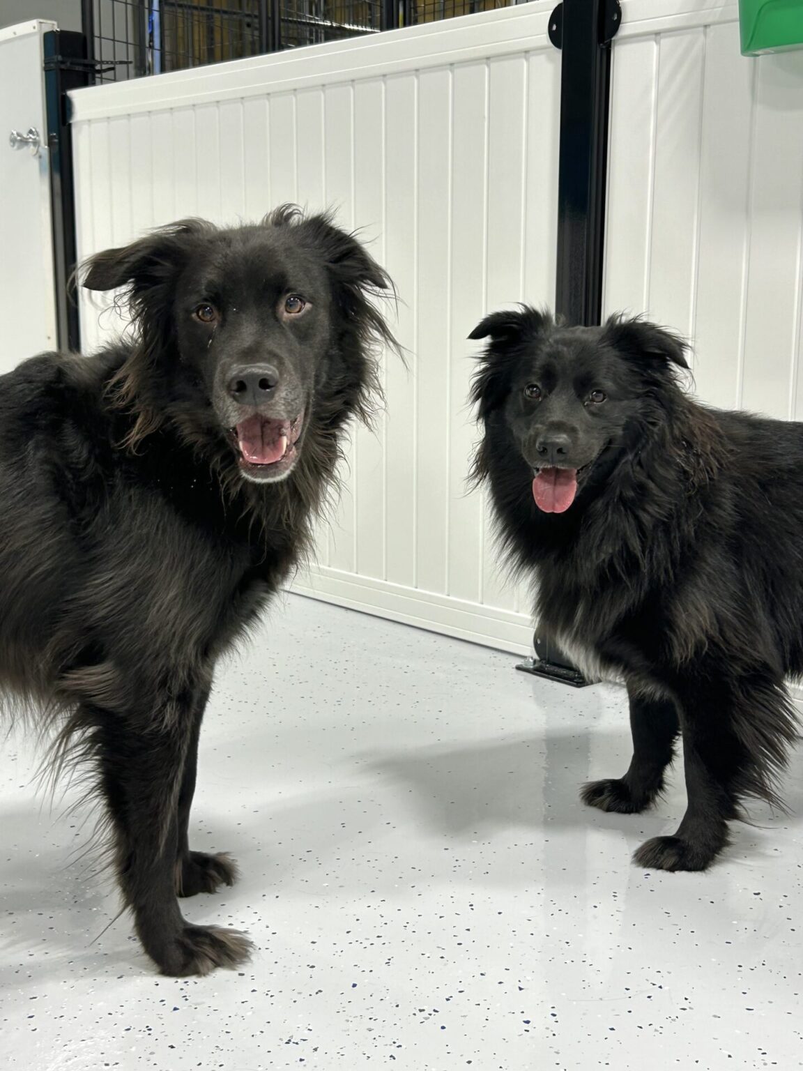 Raise the Woof Pet Resort