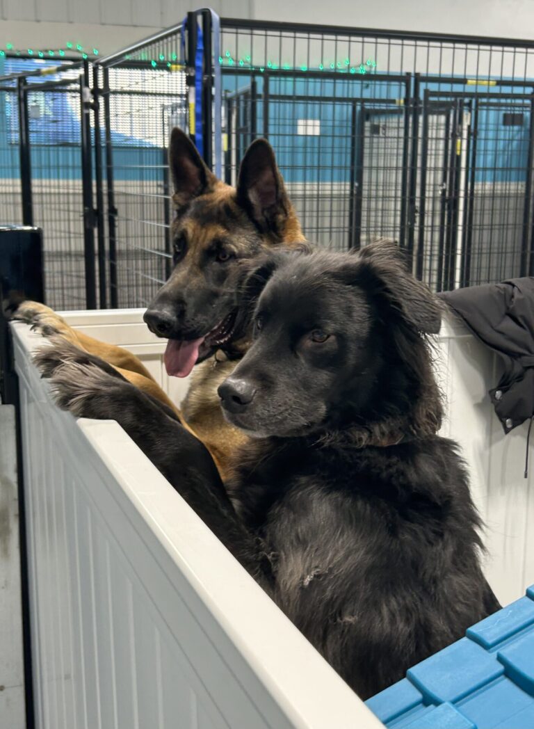 Dog Boarding - Raise the Woof Pet Resort