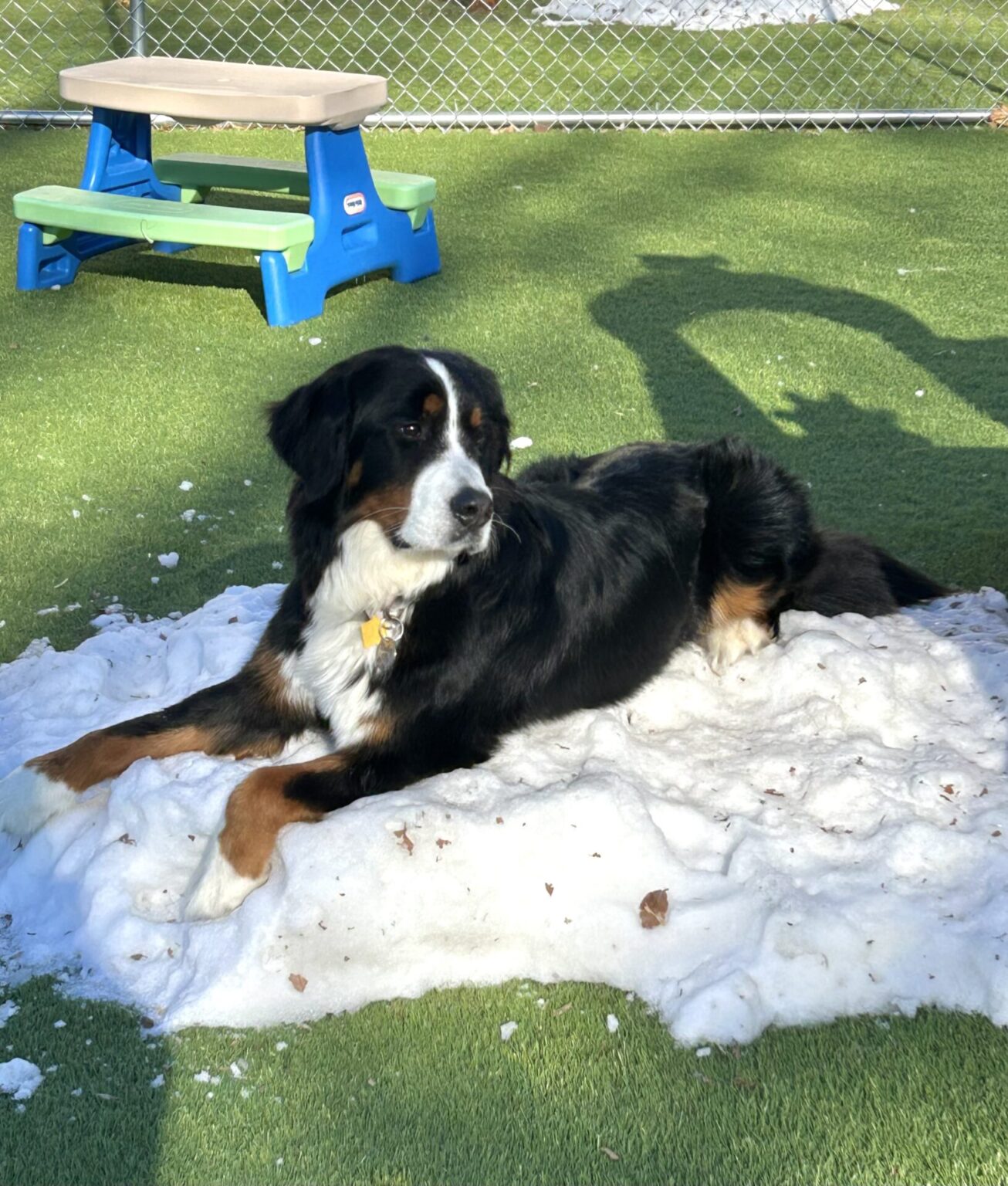 Raise the Woof Pet Resort