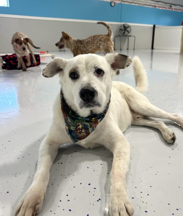 Dog Boarding - Raise the Woof Pet Resort