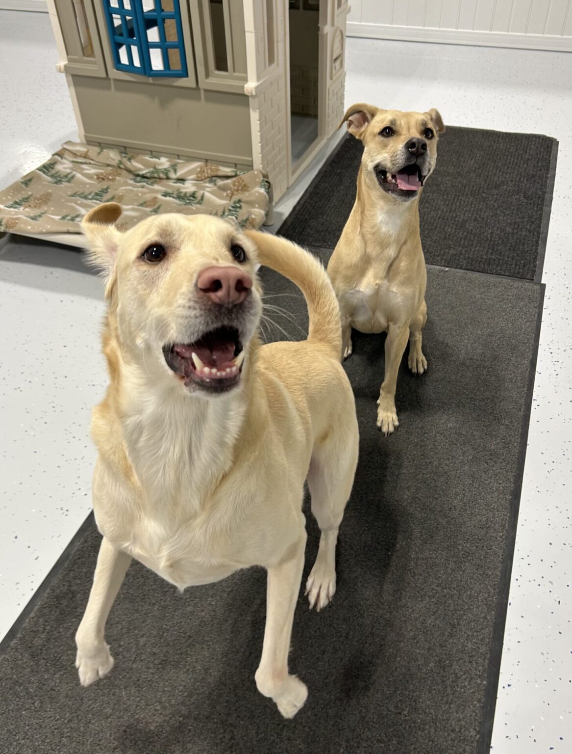 Raise the Woof Pet Resort