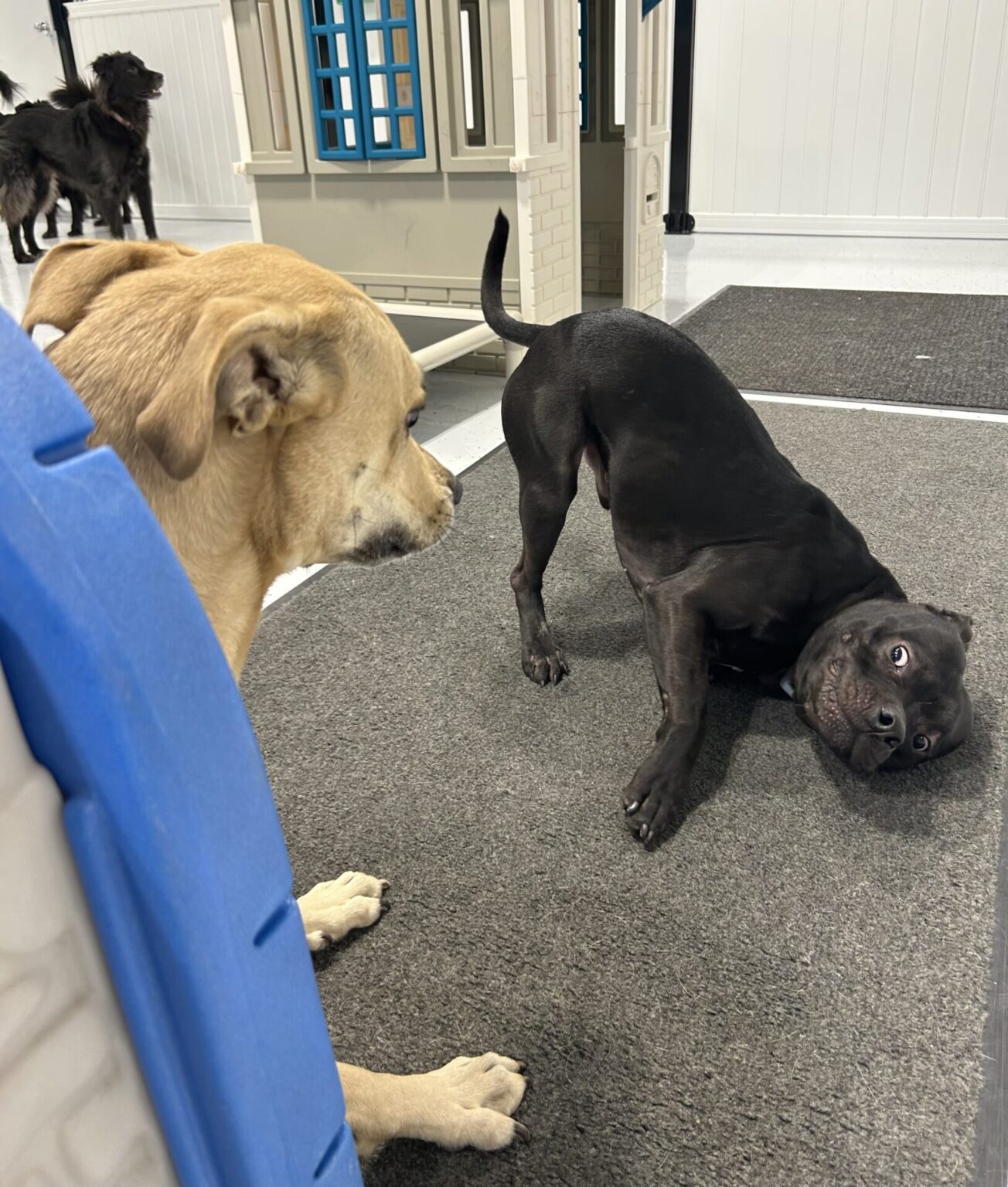 Raise the Woof Pet Resort