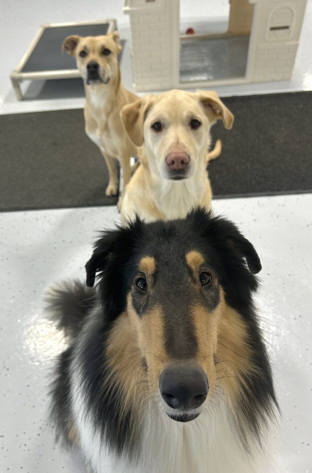 Raise the Woof Pet Resort