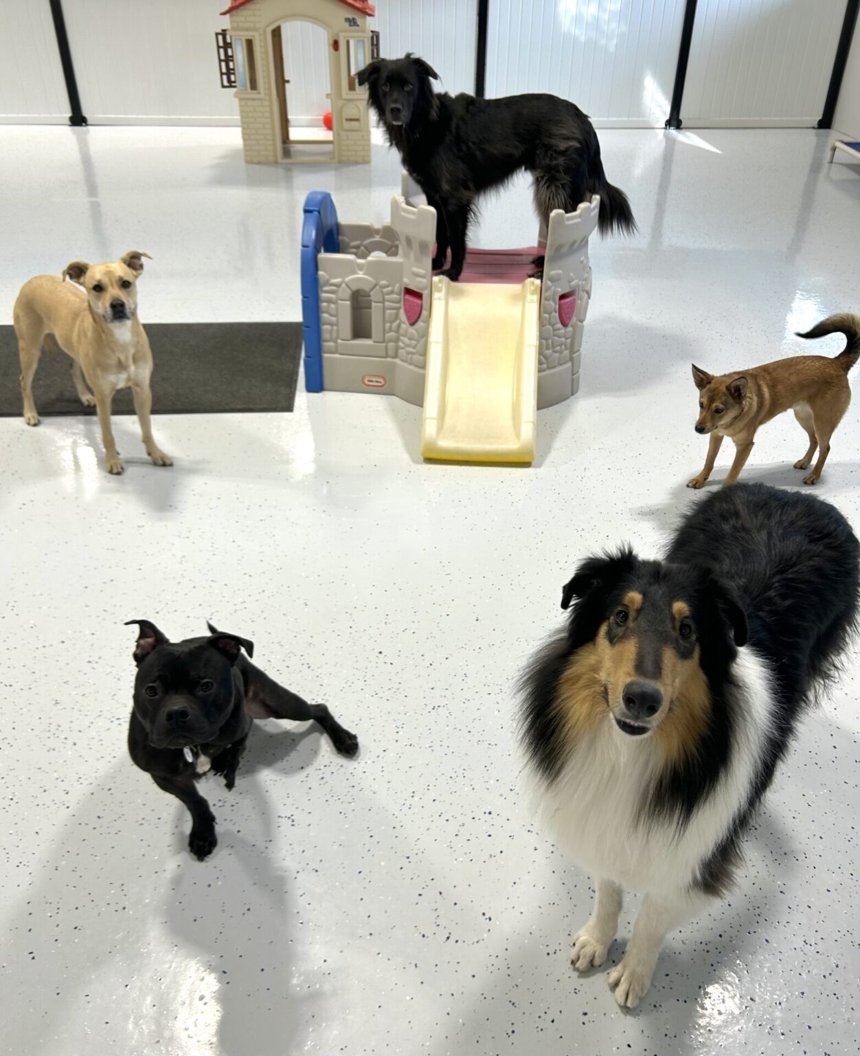 Raise the Woof Pet Resort