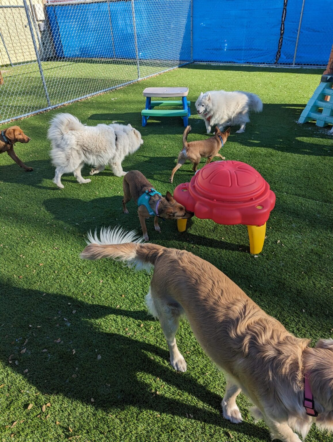 Raise the Woof Pet Resort
