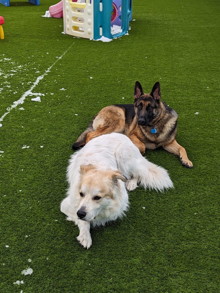 Dog Boarding - Raise the Woof Pet Resort